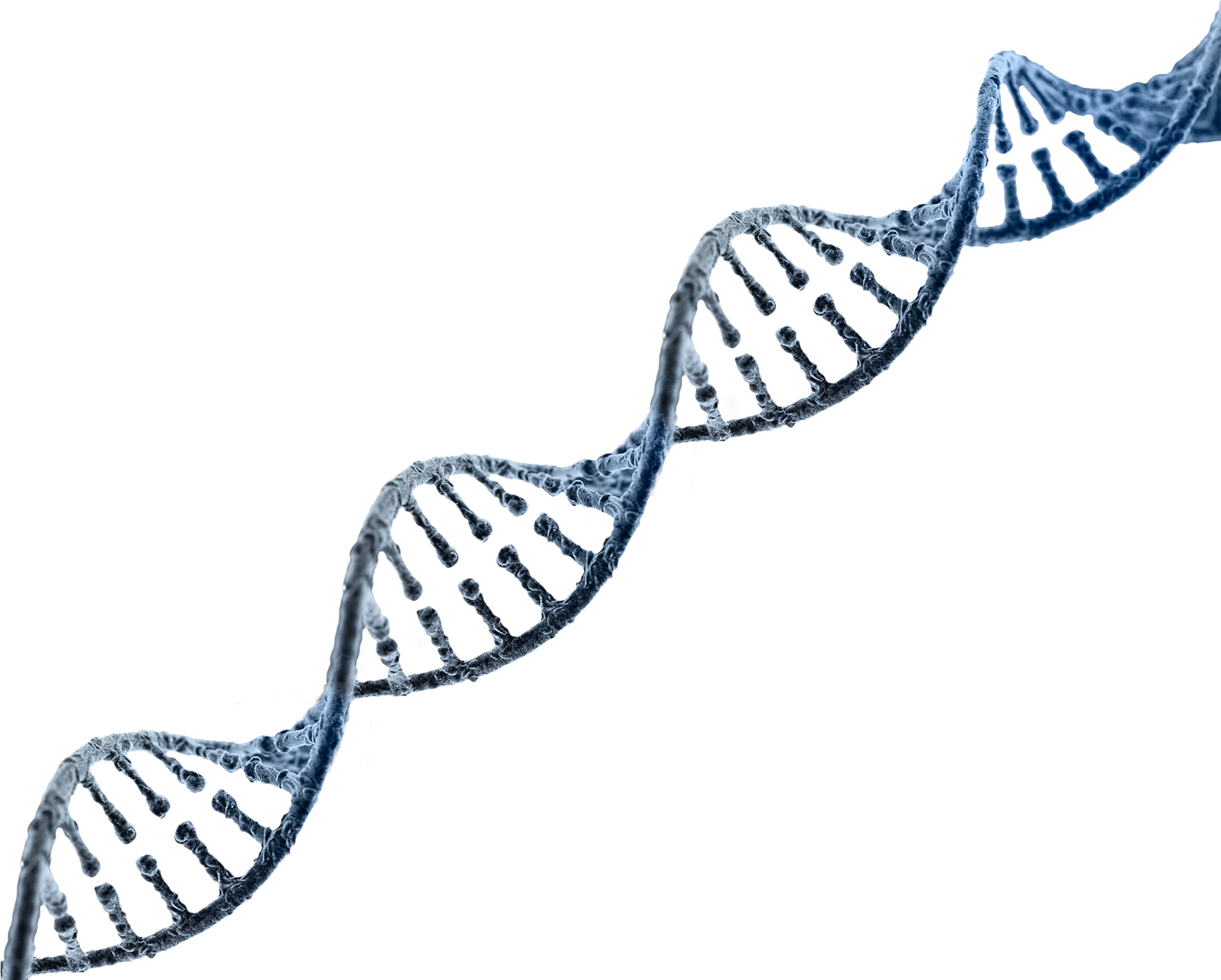Free Dna Strand Clipart