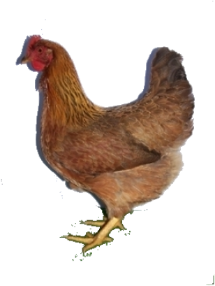 Download Indigenous Broilers - Vantress Chicken | Transparent PNG ...