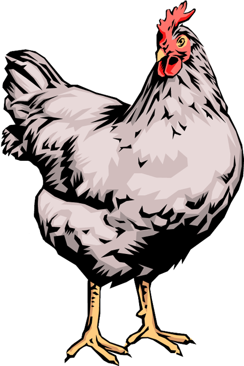 Farmers Clipart Poultry Farming - Live Chicken Clip Art (508x750), Png ...
