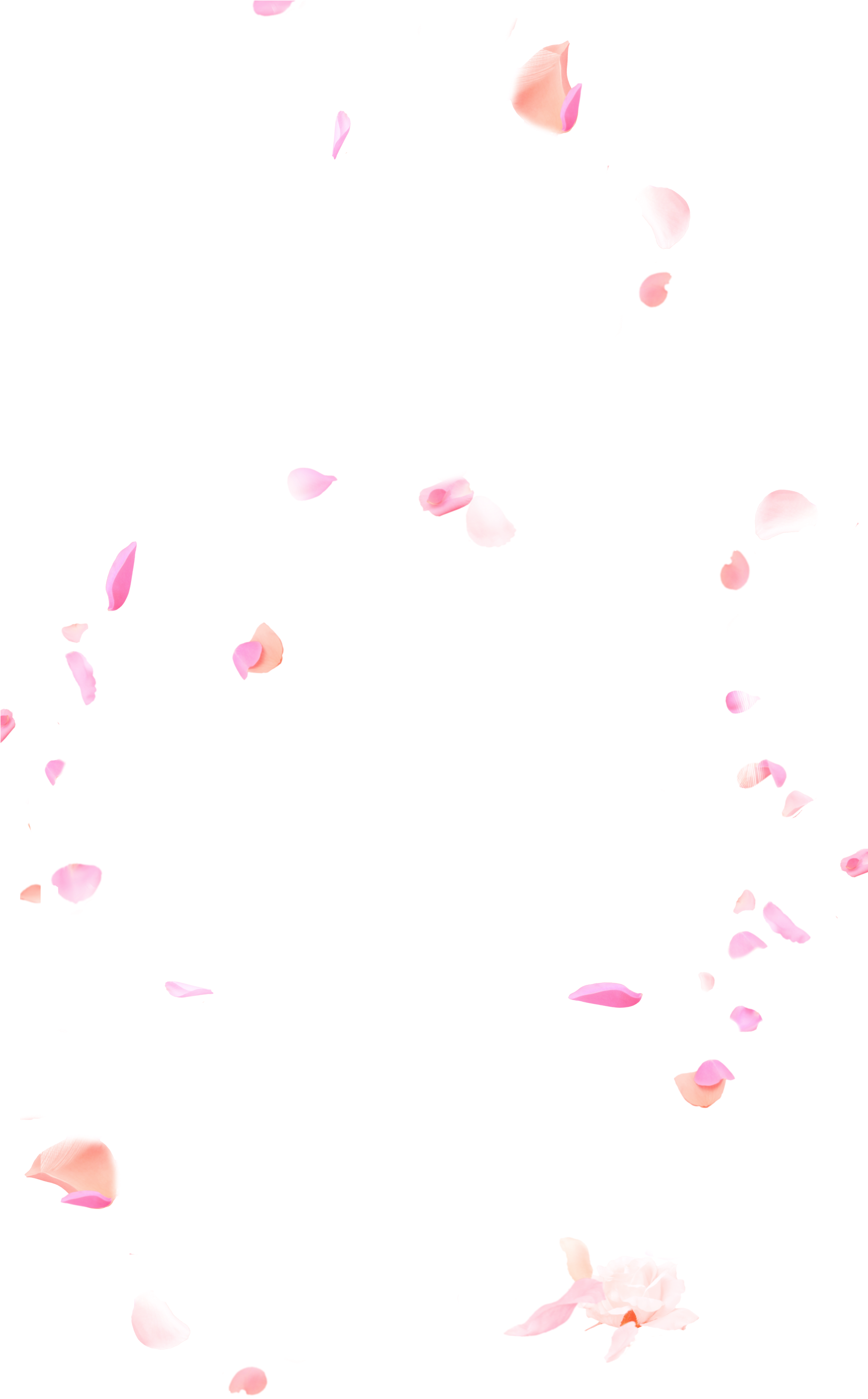 Download Falling Flowers Png - Flower | Transparent PNG Download | SeekPNG