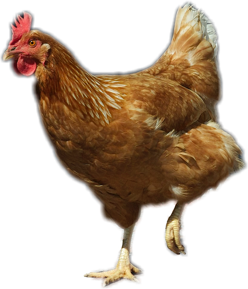 Picsart Animal Sticker (824x962), Png Download