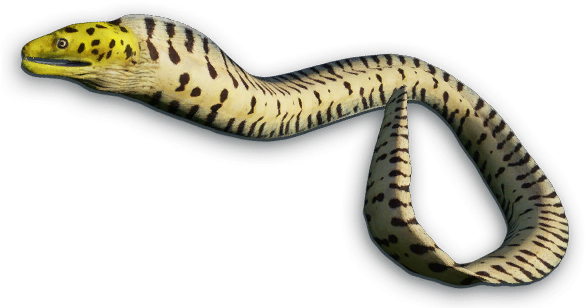 Transparent Eel Image Royalty Free Library - Moray Eel Transparent ...