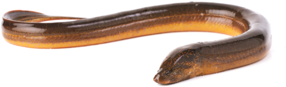 Transparent Eel Freshwater Clip Transparent - Freshwater Eel Png ...