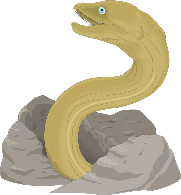 Download Moray Eel Drawing Green Moray Clip Art - Draw A Green Moray ...