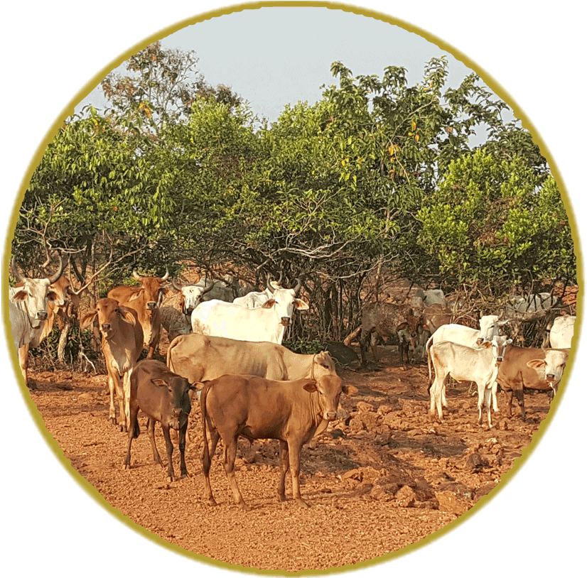 Why Saving Cows Is The Need Of The Hour - Cattle (1200x813), Png Download