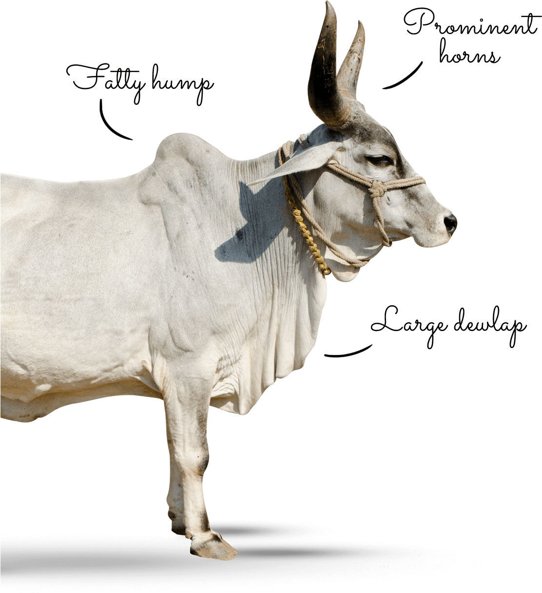 Why Zebu Why Zebu - Humped Cow Png (1242x1286), Png Download