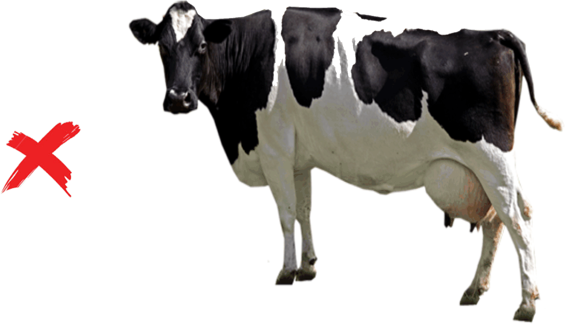 Image - Healthy Cow (2756x2000), Png Download