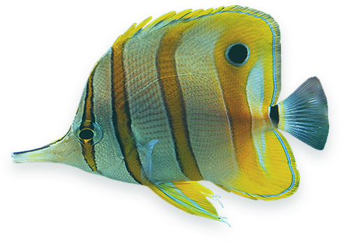 Download Ocean Fish Png - Pomacentridae | Transparent PNG Download ...