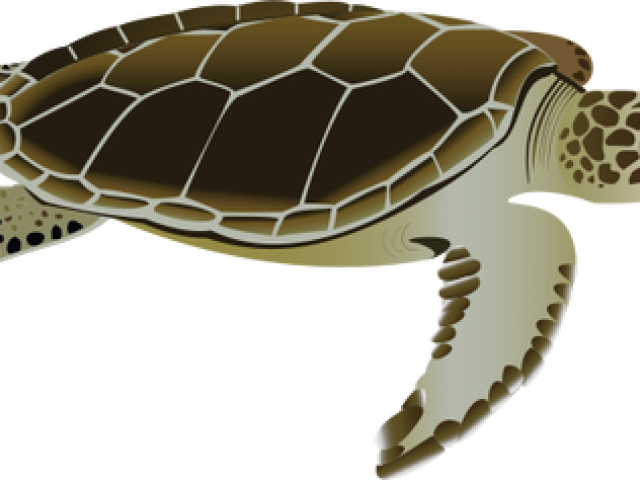 Sea Turtle Clipart - Flatback Sea Turtle (640x480), Png Download