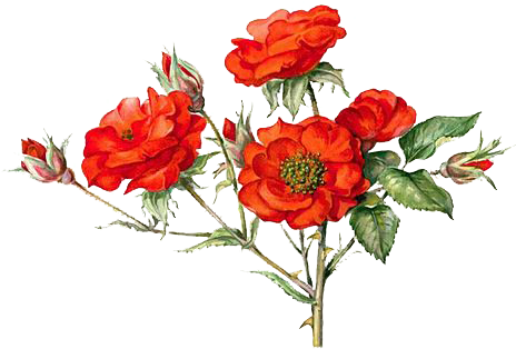 Hybrid Tea Rose (500x344), Png Download