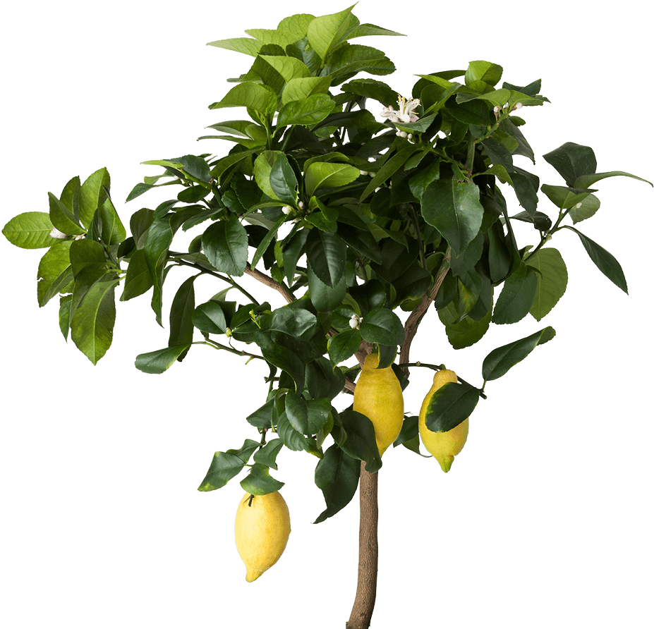 Download Lemon Tree Png Image - Fruit Plants Png | Transparent PNG ...