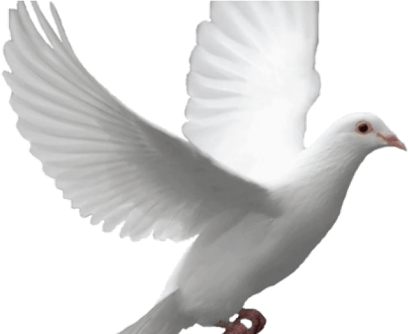 Download Transparent Background Doves Transparent | Transparent PNG ...