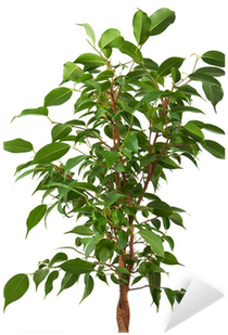 Download Pipal Tree | Transparent PNG Download | SeekPNG