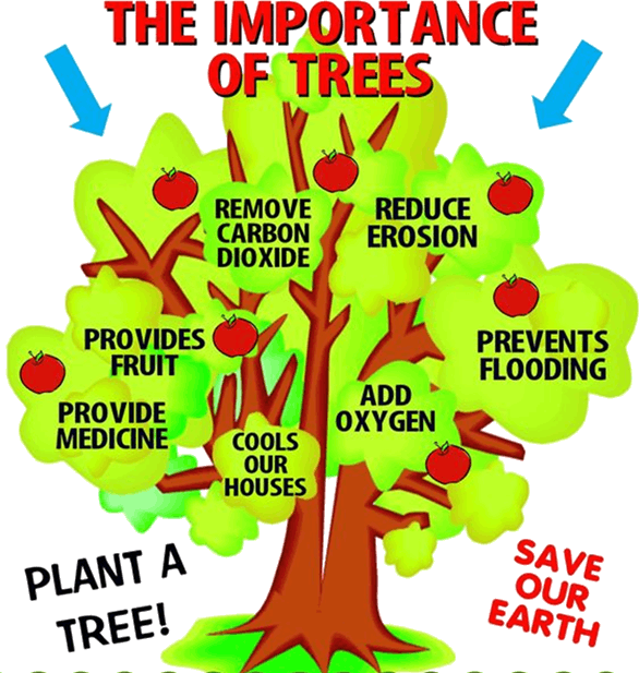 Image Of The Importance Of Trees - Important Of Plants In Our Life ...