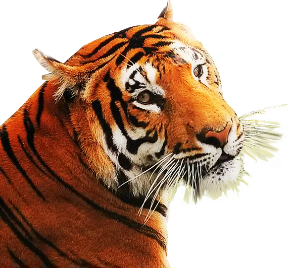 Free Png Images No Background Transparent Graphics - Png Background ...