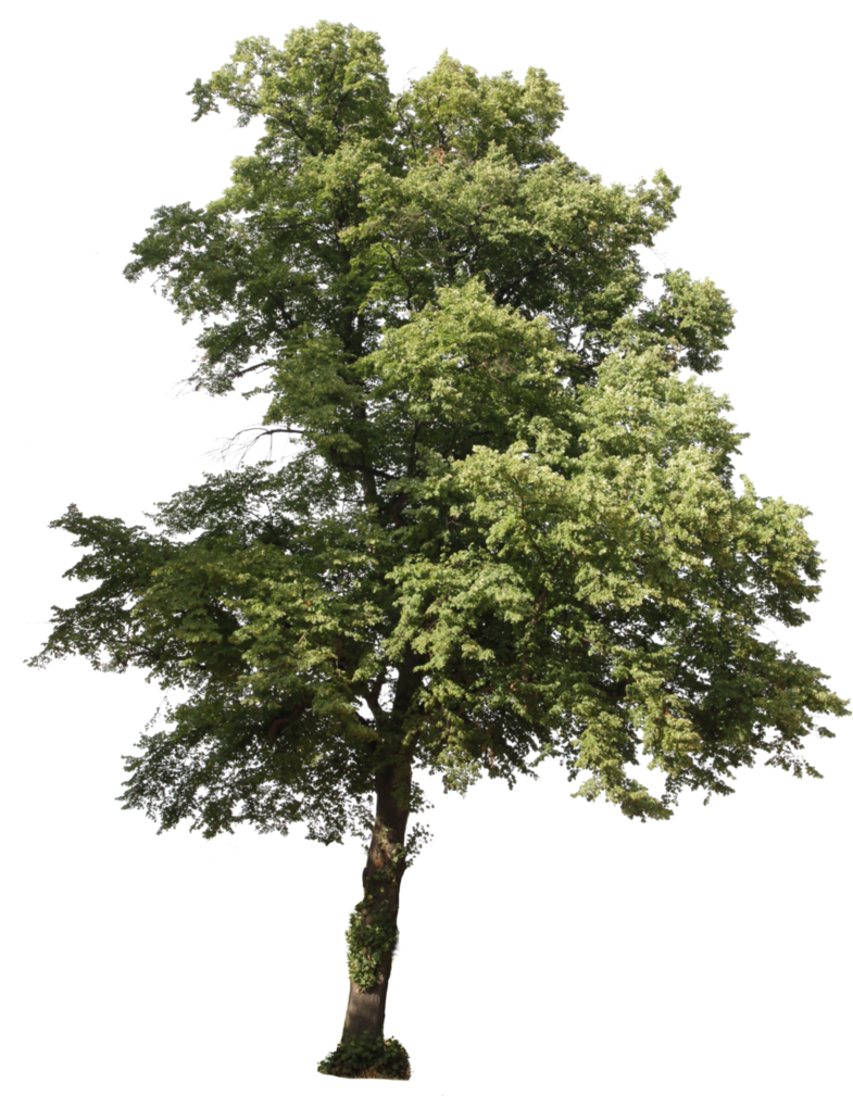 Free Download Tree Plan, Plant Images, Pencil Art, - Interpretation ...