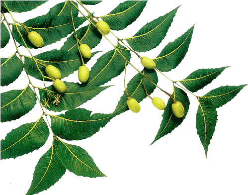 Download Neem Leaves And Seeds | Transparent PNG Download | SeekPNG
