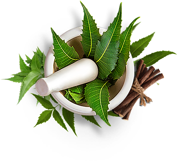 Download Neem - Ayurvedic Neem Png | Transparent PNG Download | SeekPNG