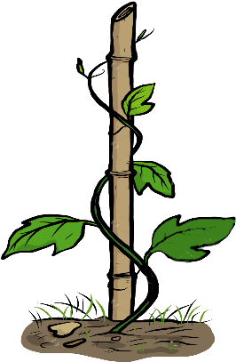 Climber - Draw A Climber Plant (500x500), Png Download