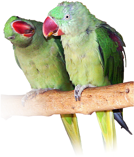Parakeet (428x504), Png Download