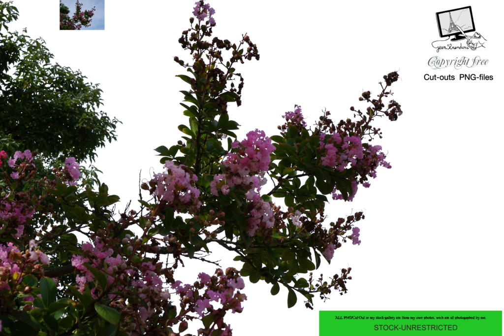 Flower Tree Png (1024x682), Png Download