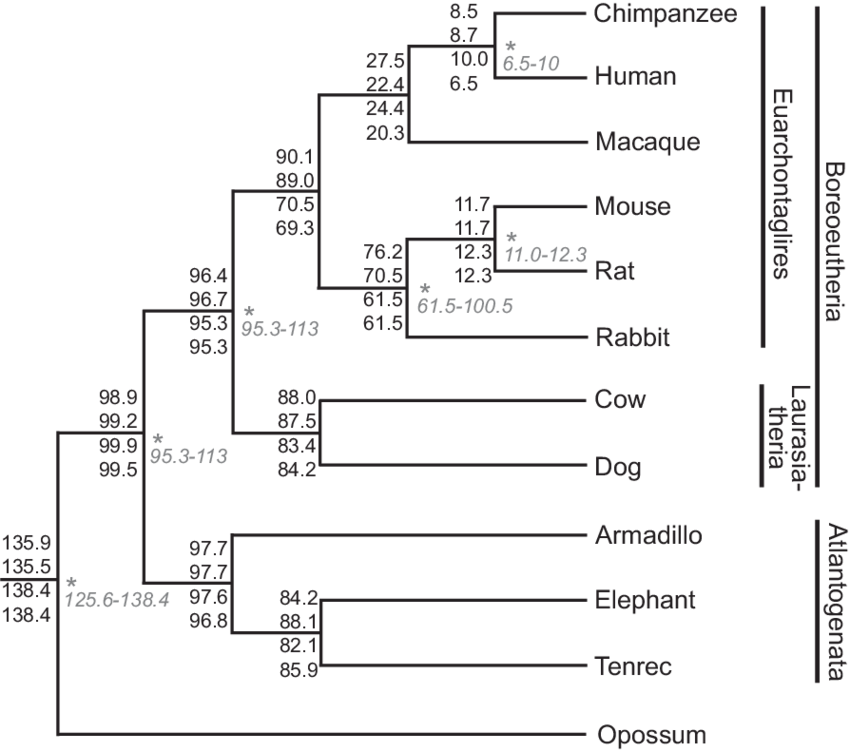 -tree With Divergence Time Estimates - Diagram (850x752), Png Download