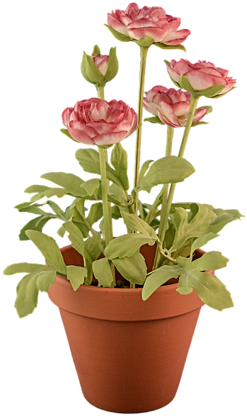 Potted Plants Clipart Transparent Background - Flower Pot Transparent ...