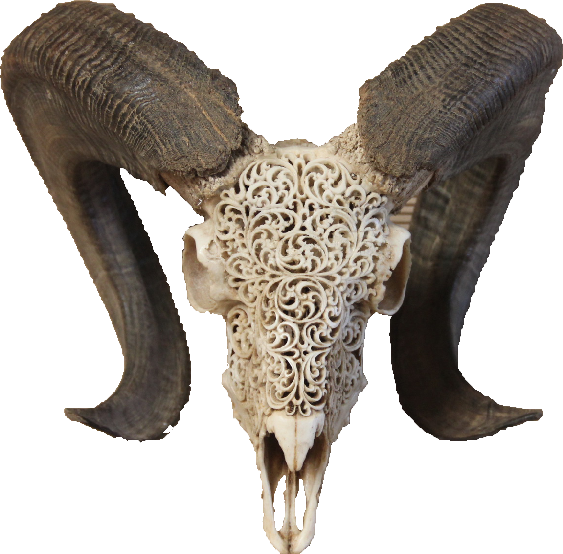 Download Goat Horn Png Png Download - Transparent Goat Head Png ...