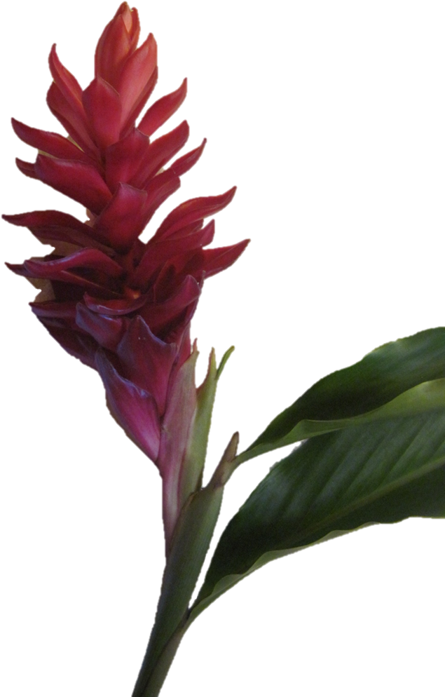 Ginger Flower Png - Transparent Red Ginger Flower (650x1022), Png Download