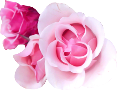 Download Pink Flower Vector Psd Download - Rose Pink | Transparent PNG ...