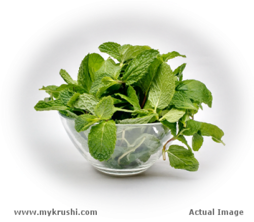 Pudina - Vegetable (500x500), Png Download