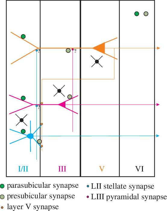 Principal Cells In All Layers Receive Monosynaptic - Medial Entorhinal ...