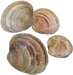 Download Clams - Clam | Transparent PNG Download | SeekPNG