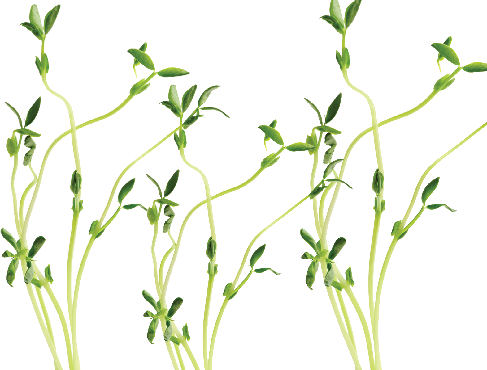 Sprout Bg 3 - Sprouting (2000x1202), Png Download