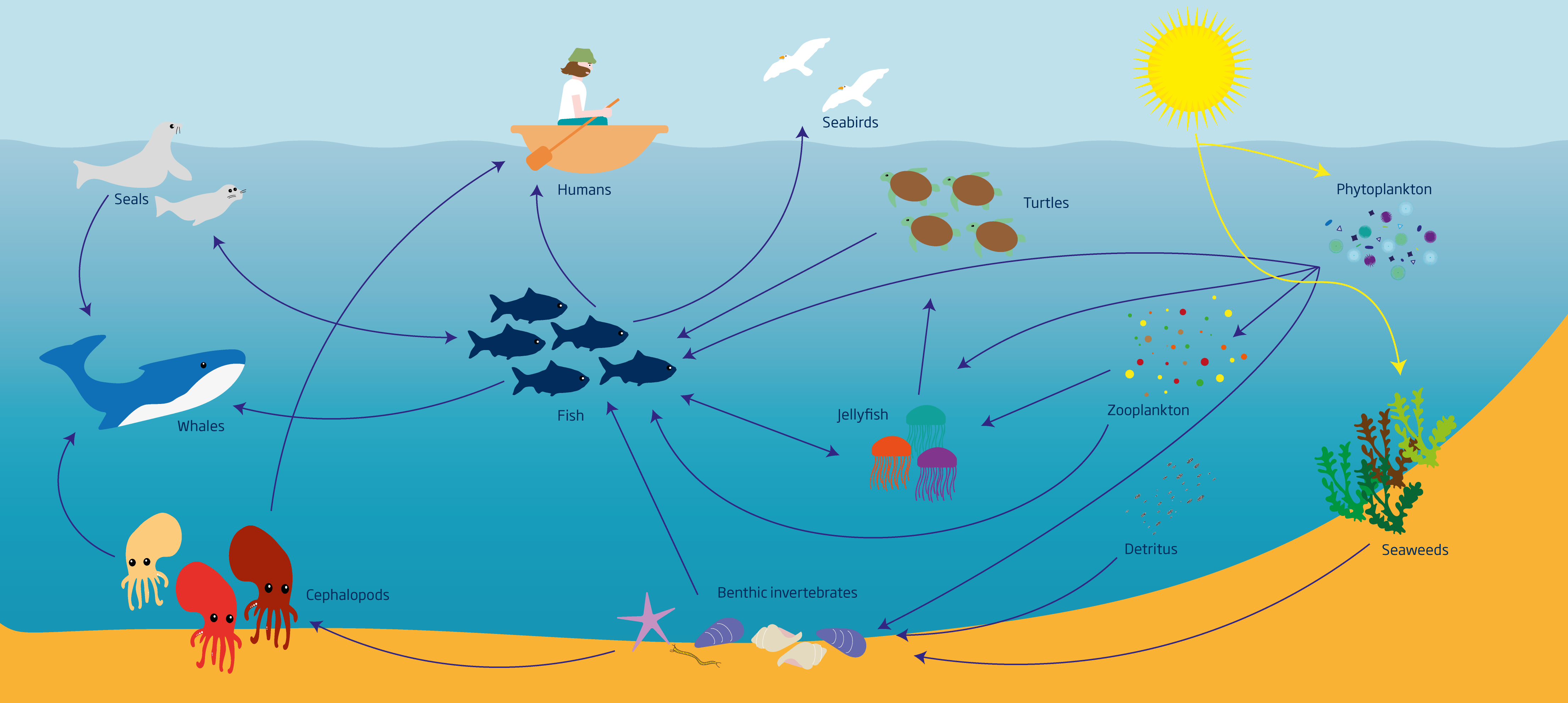 Download Marine Food Webs - Food Web | Transparent PNG Download | SeekPNG