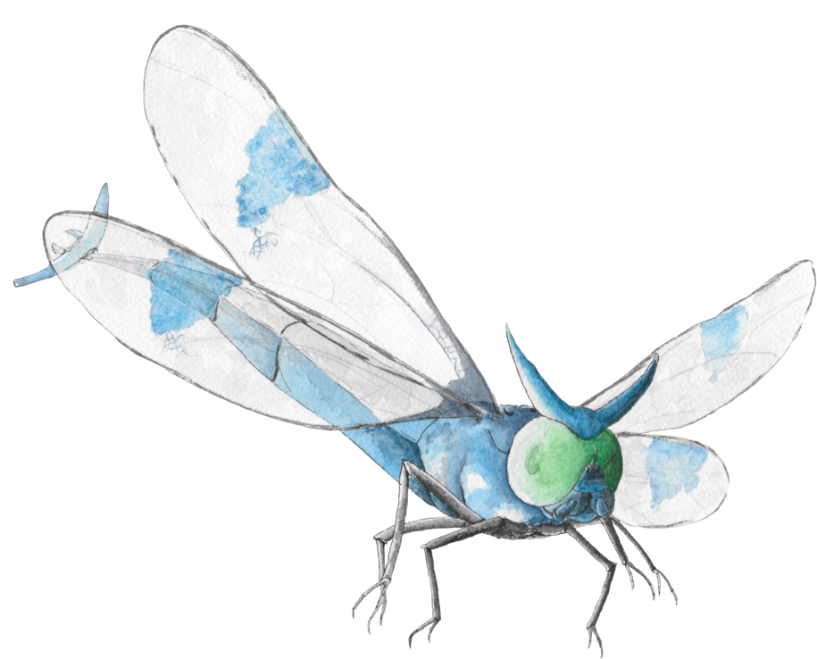 Svg Transparent Download Dragonflies Drawing Realistic - Yanma ...