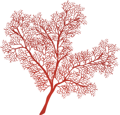 Http - //ian - Umces - Ian Symbol Gorgonian Sea Fan - Sea Fan Coral Png ...