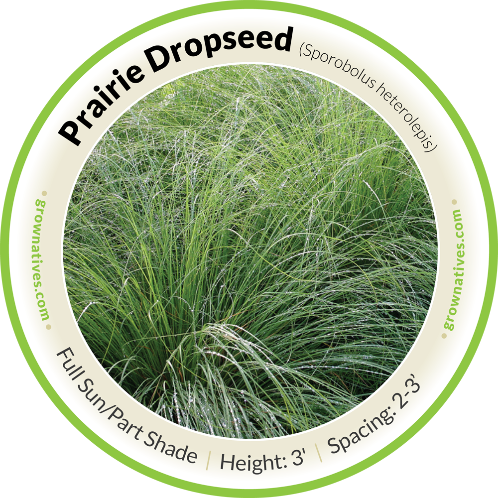 Prairie Dropseed (1000x1000), Png Download