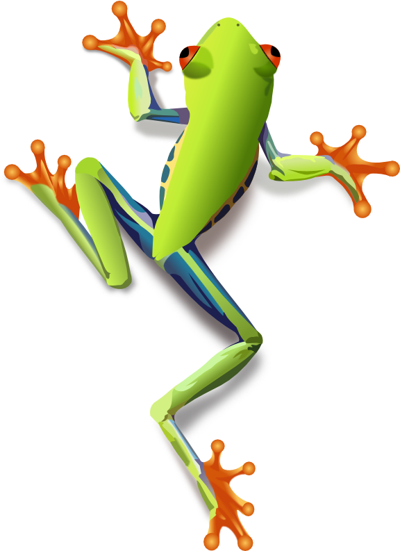 Tree Frog Clipart - Tree Frog Png (584x800), Png Download