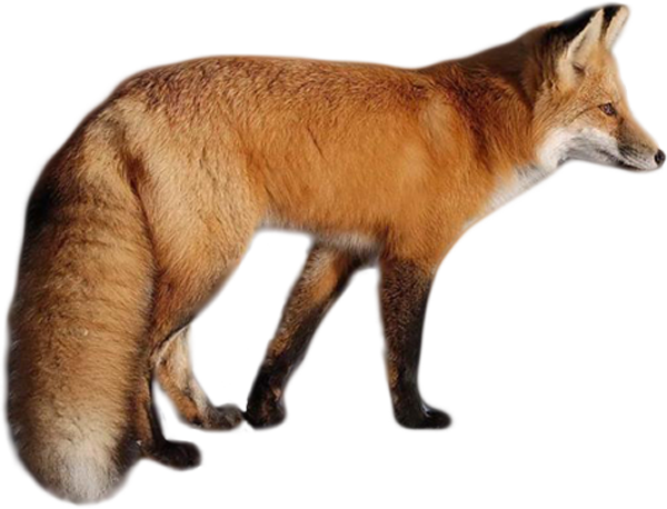 Fox Transparent Background (600x458), Png Download