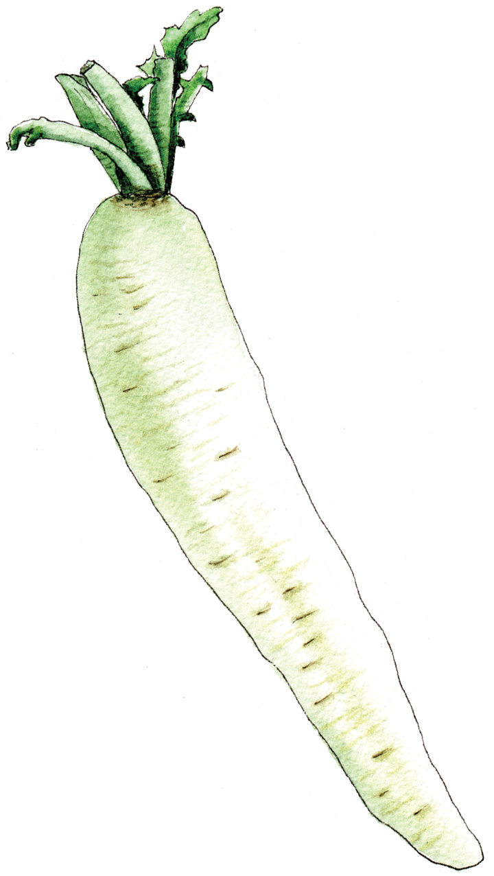 Illustration By Helen Krayenhoff - Daikon (720x1276), Png Download