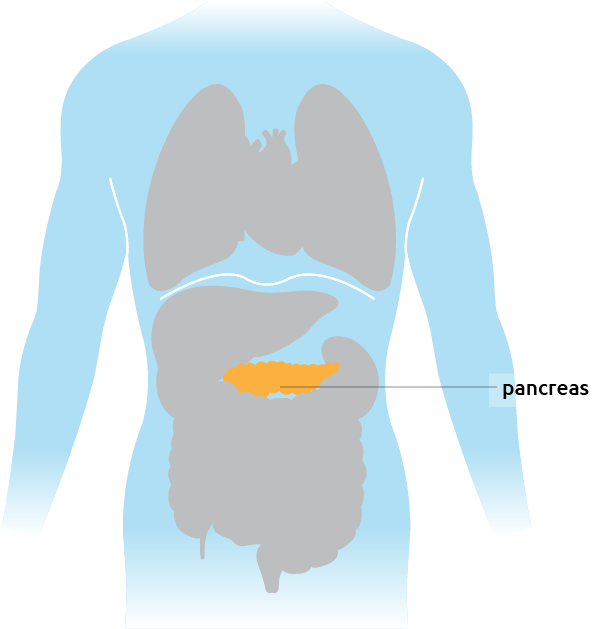 Download The Pancreas Situated In The Torso - Pancreas Transplantation ...