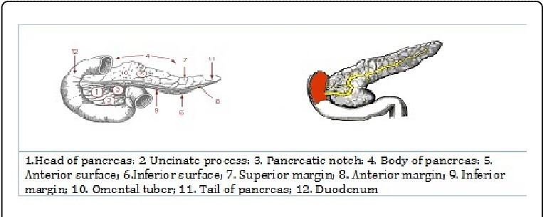 Download Anatomical Landmarks Of Pancreas - Science | Transparent PNG ...