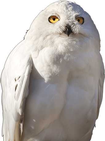 Year - Hedwig (500x500), Png Download