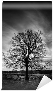 Tree (400x400), Png Download