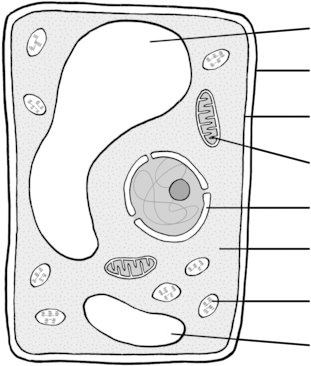 Download Natural Sciences Grade - Basic Plant Cell Not Labeled ...