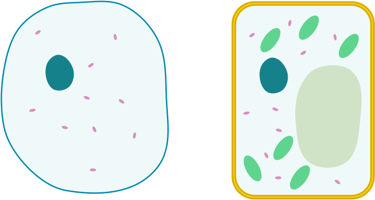 Download Simple Animal Cell No Labels | Transparent PNG Download | SeekPNG