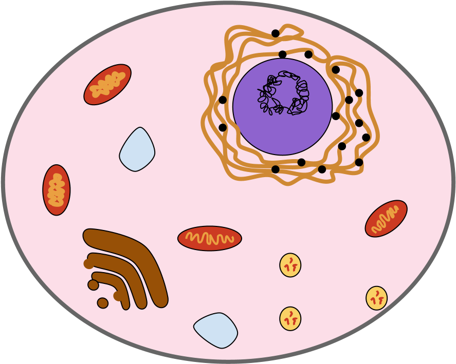 Download Typical Animal Cell - Decomposers Bacteria Clipart ...