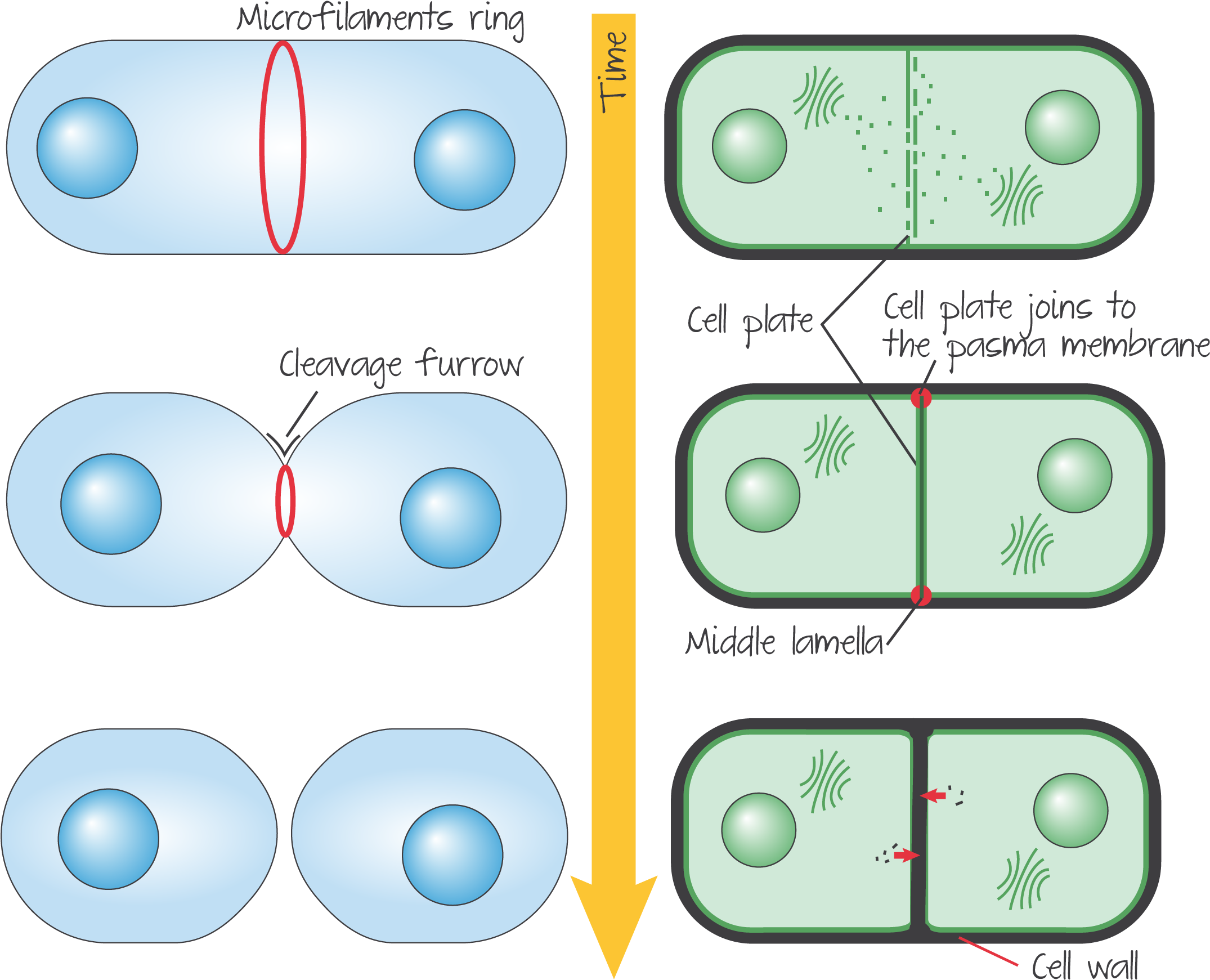 Cytokinesis In Animal Cell Versus Plant Cell Animal Animal