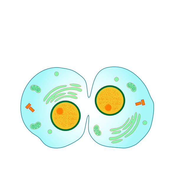 Download Animal Cell Cliparts - Cytokinesis Mitosis | Transparent PNG ...
